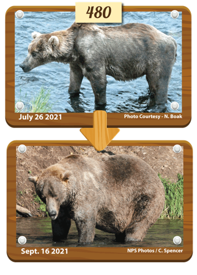 Bring Fat Bear Week Into Your Classroom The National Environmental Education Foundation Neef